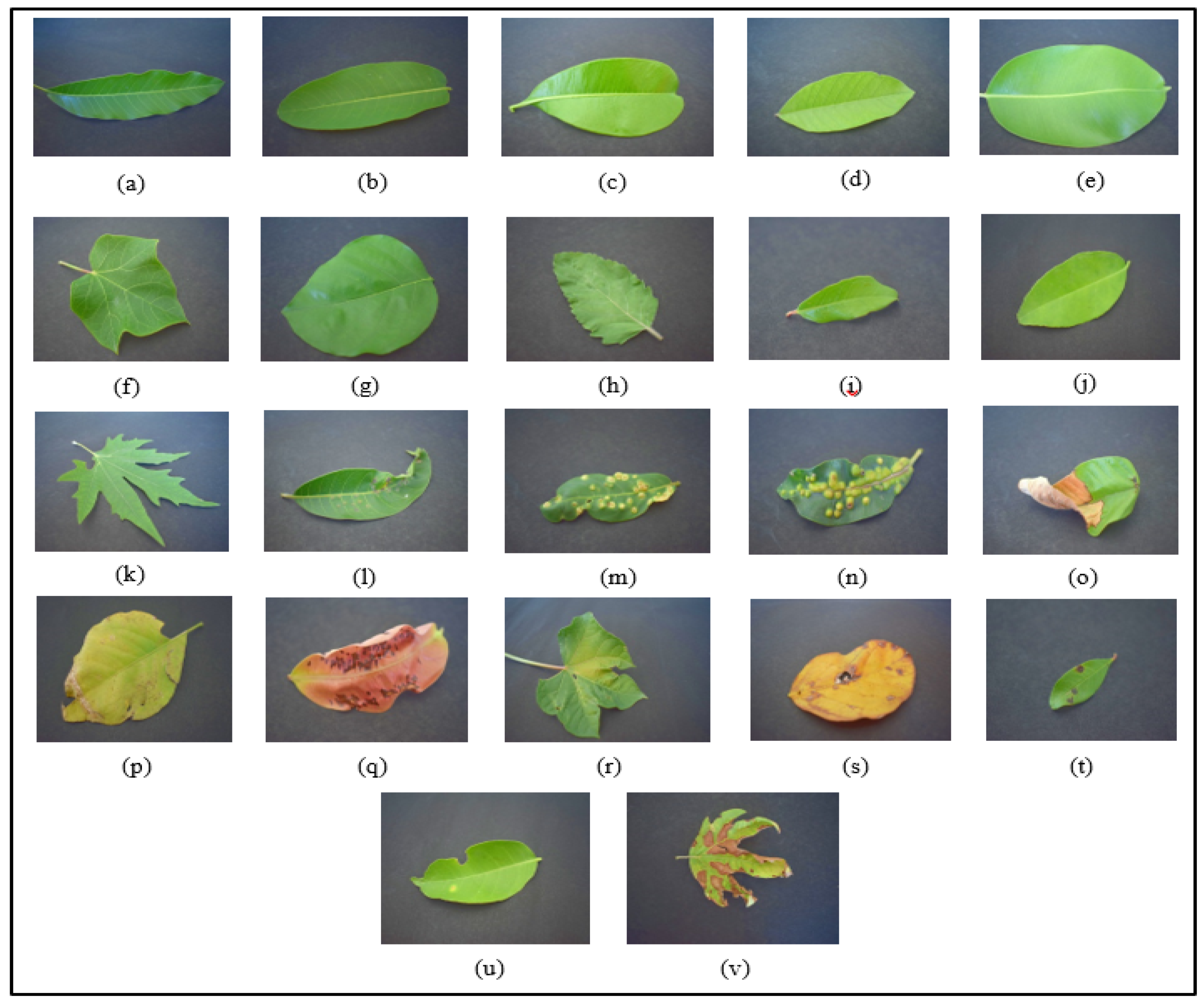Artificial Intelligence in Smart Farms: Plant Phenotyping for Species ...