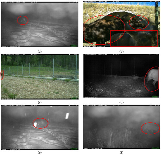 A Performance Comparison and Enhancement of Animal Species Detection in ...
