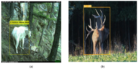 A Performance Comparison and Enhancement of Animal Species Detection in ...