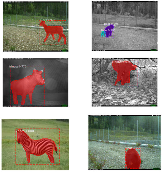 A Performance Comparison and Enhancement of Animal Species Detection in ...