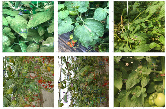 Enhancing Tuta absoluta Detection on Tomato Plants: Ensemble Techniques ...