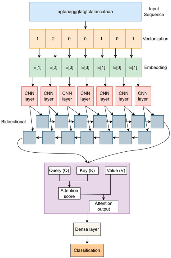 Attention-Based Hybrid Deep Learning Models for Classifying COVID-19 Genome Sequences