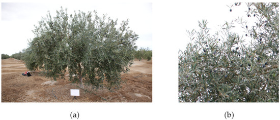 The Detection and Counting of Olive Tree Fruits Using Deep Learning ...