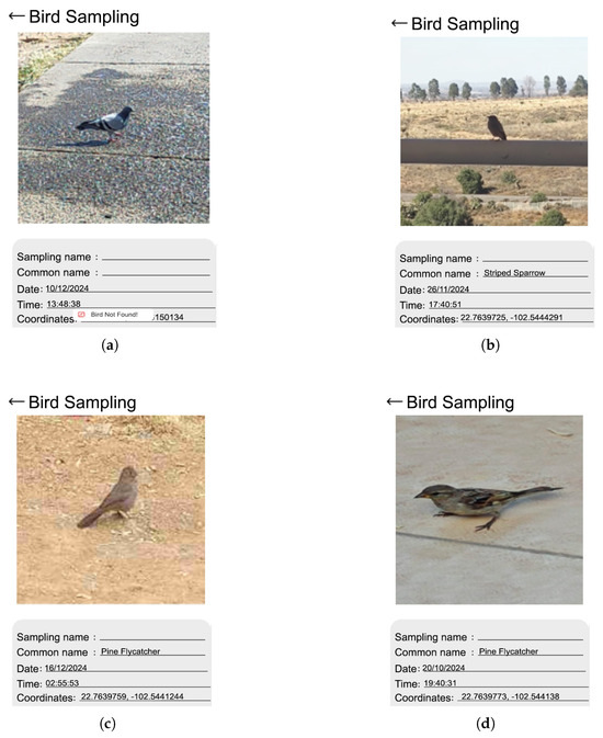 Integration of YOLOv8 Small and MobileNet V3 Large for Efficient Bird Detection and ...