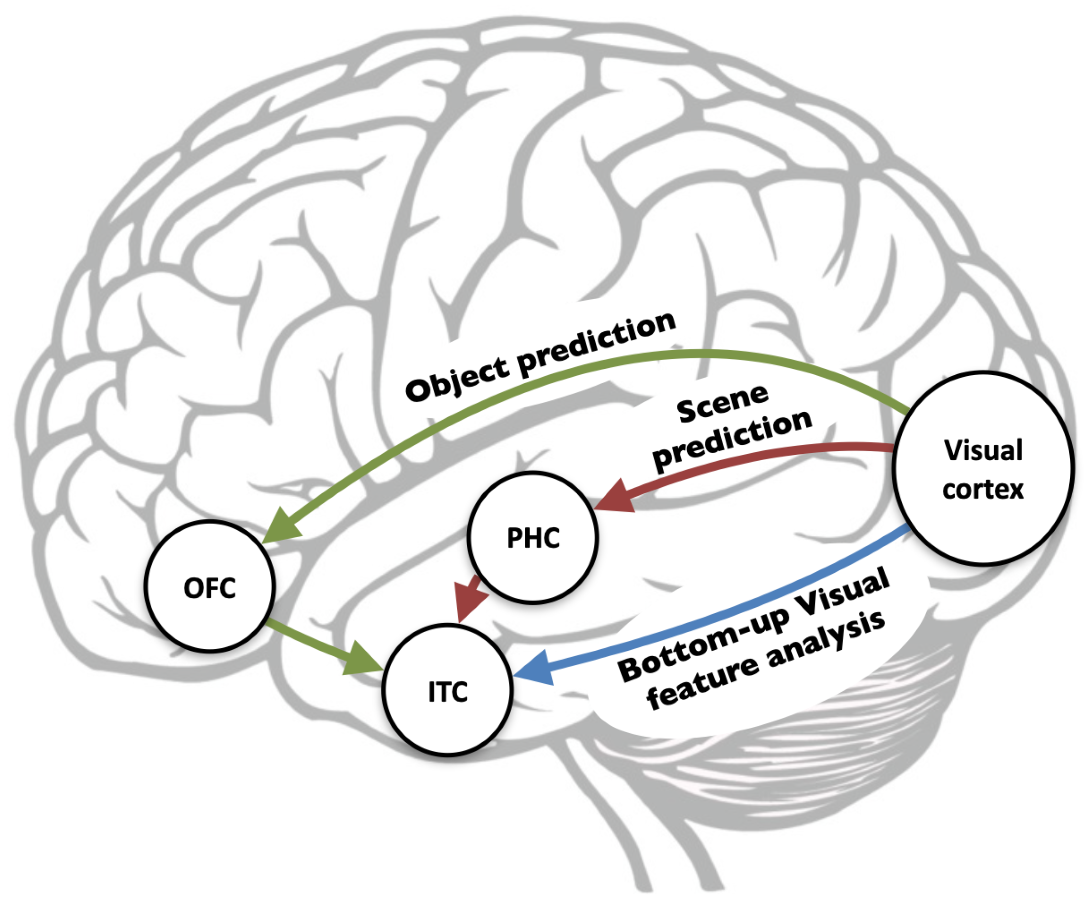 Algorithms | Free Full-Text | Biologically Inspired Visual System Architecture for Object ...