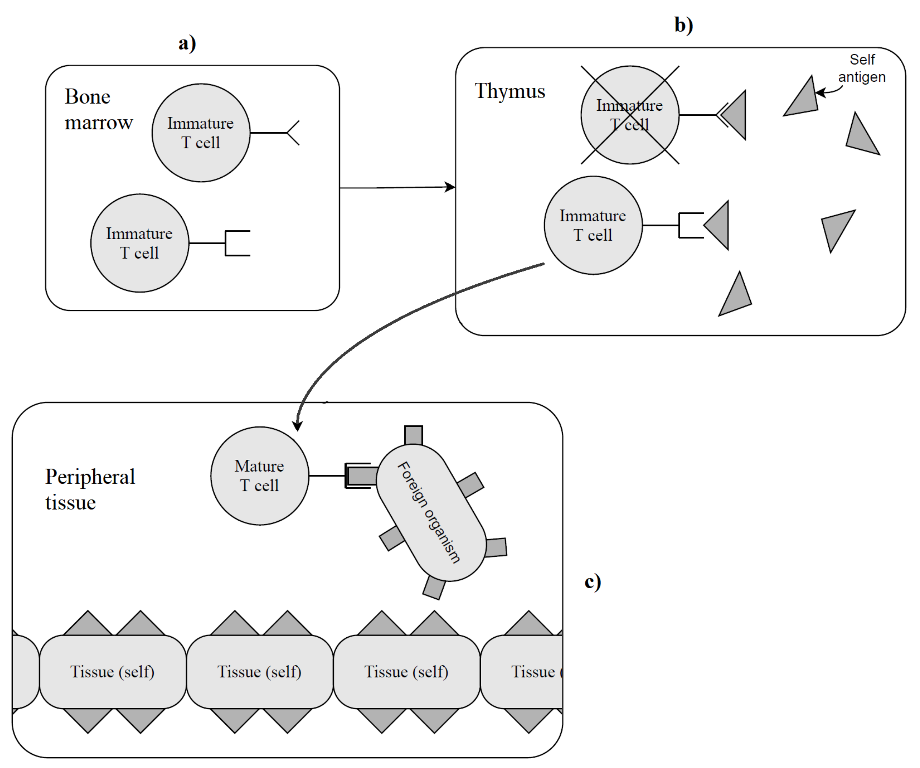 Algorithms Free Full Text Towards Bio Inspired Anomaly Detection Using The Cursory Dendritic