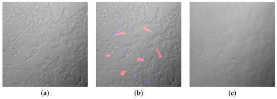 Artificial Intelligence for Cell Segmentation, Event Detection, and ...