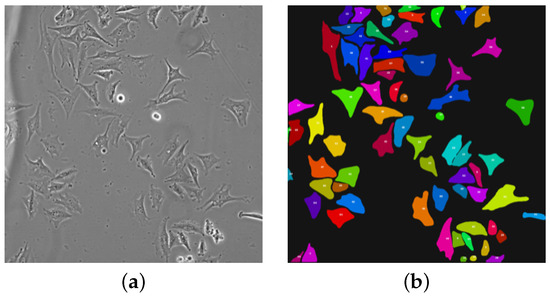 Algorithms | Free Full-Text | Artificial Intelligence for Cell Segmentation, Event Detection ...