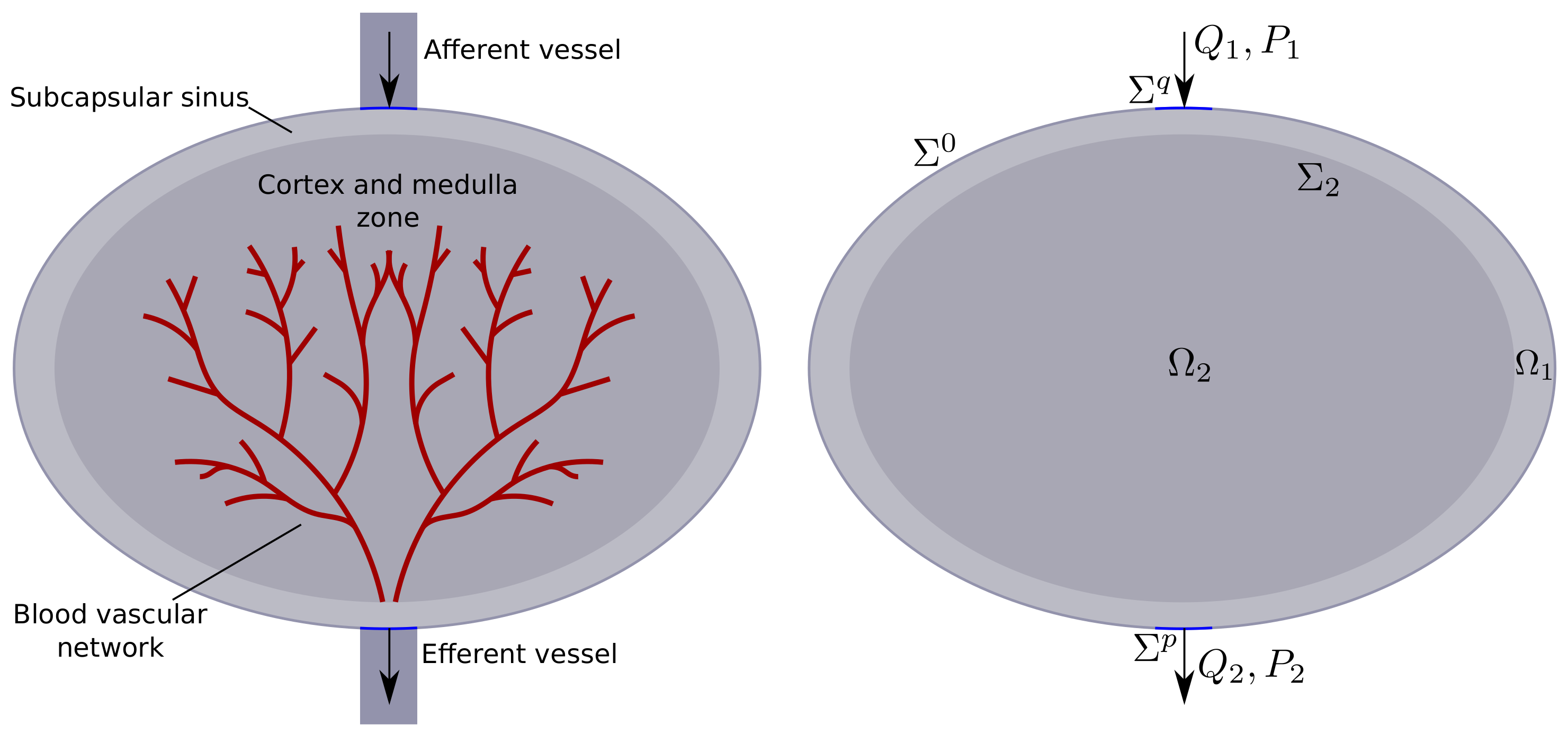 Computational Modeling of Lymph Filtration and Absorption in the Lymph ...