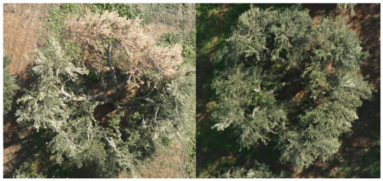 Deep Learning for Detecting Verticillium Fungus in Olive Trees: Using ...
