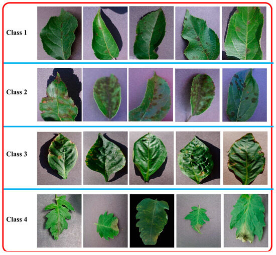 A Plant Disease Classification Algorithm Based on Attention MobileNet V2
