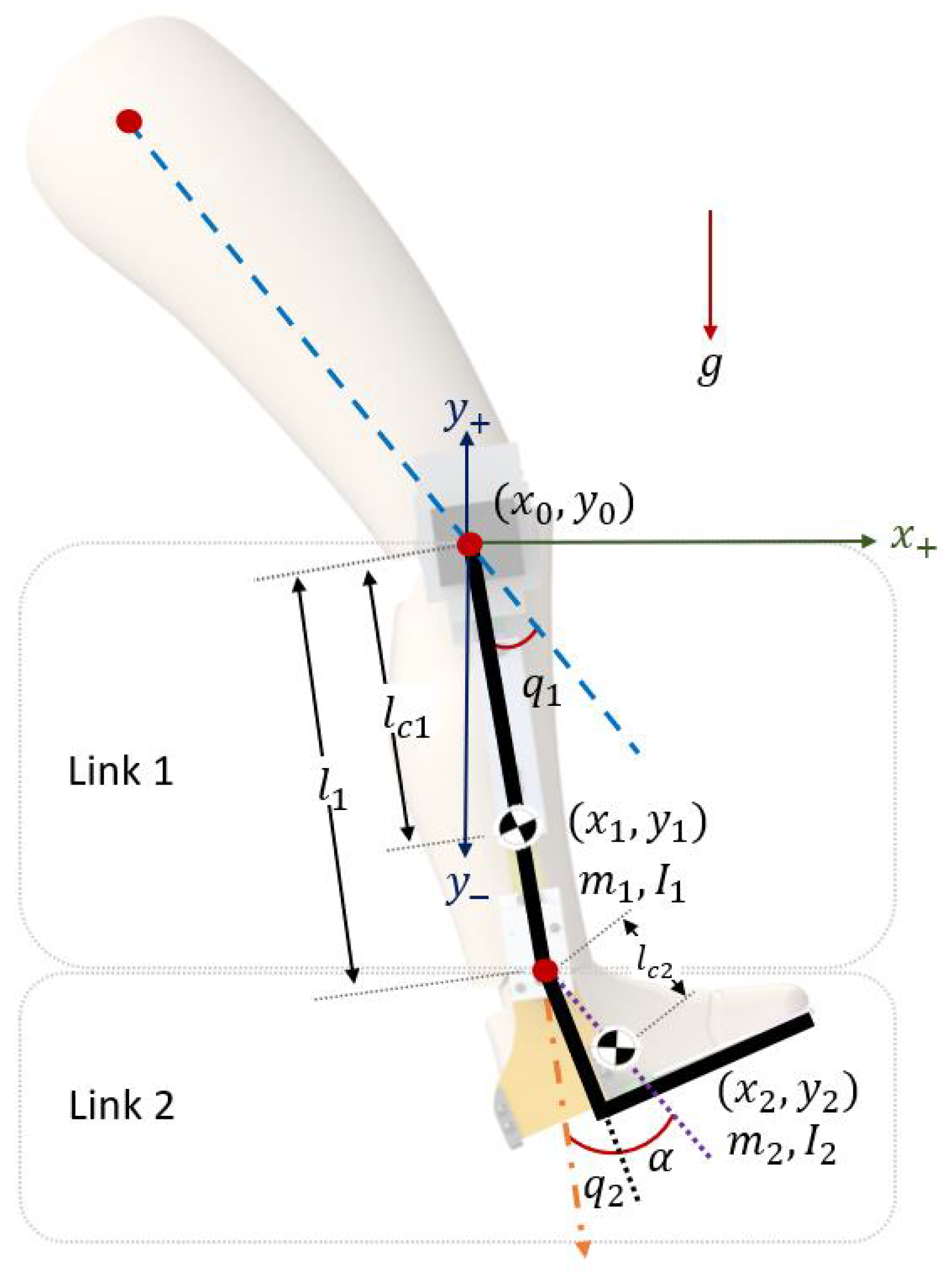 Design of a Lower Limb Exoskeleton: Robust Control, Simulation and Experimental Results