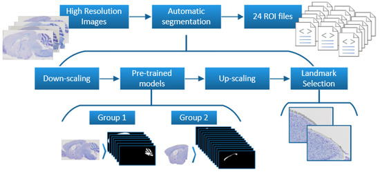 Automatic Segmentation of Histological Images of Mouse Brains