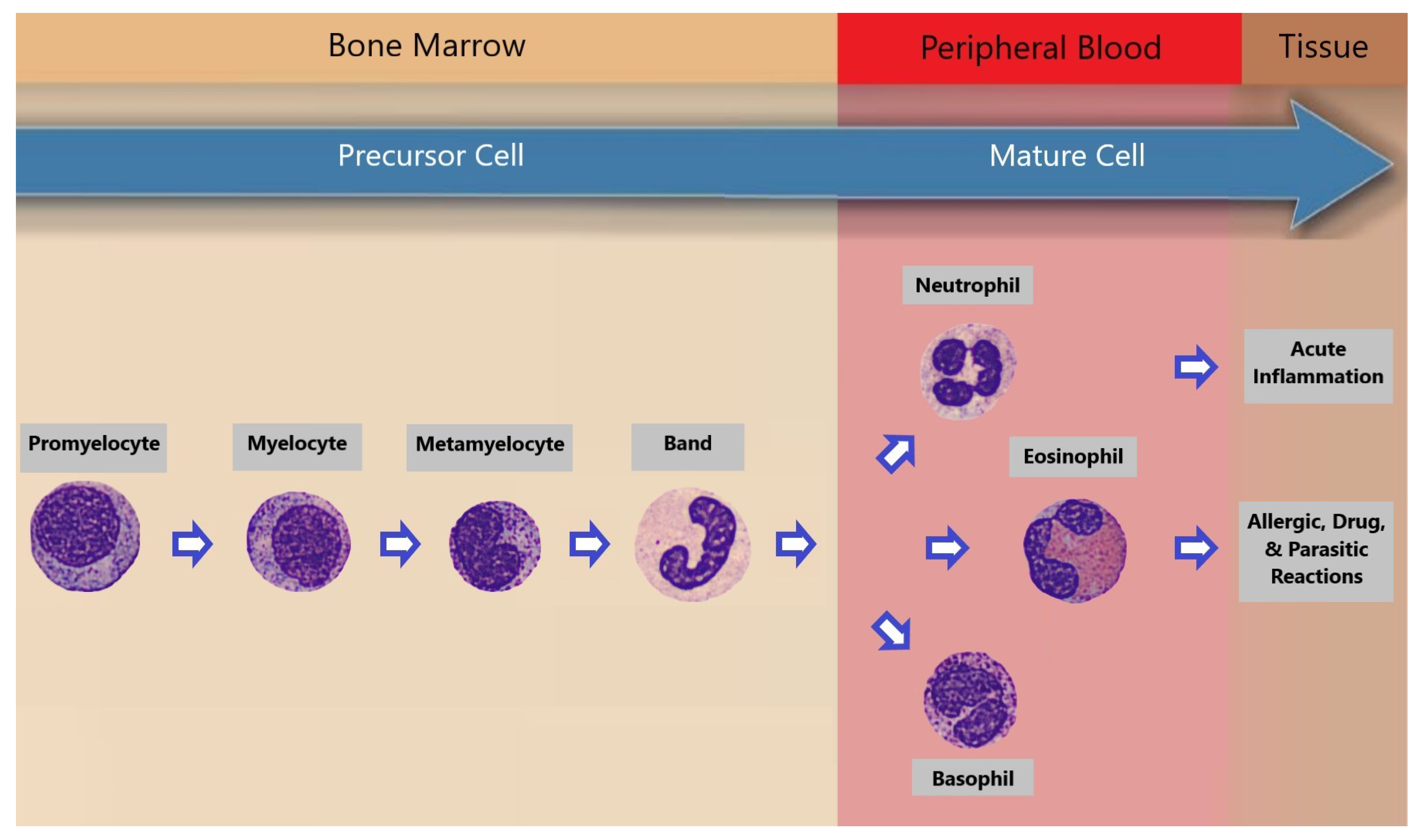 Blood Cell Revolution: Unveiling 11 Distinct Types with ‘Naturalize’ Augmentation