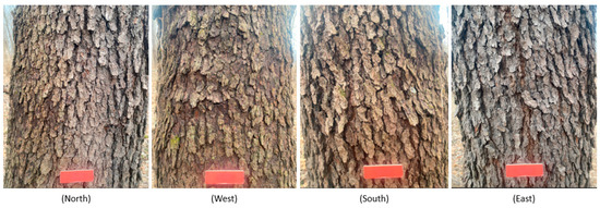 CentralBark Image Dataset and Tree Species Classification Using Deep Learning