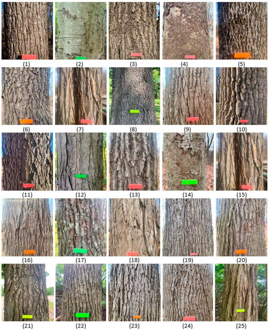 CentralBark Image Dataset and Tree Species Classification Using Deep Learning