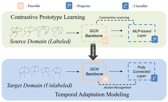 Unsupervised Temporal Adaptation in Skeleton-Based Human Action Recognition
