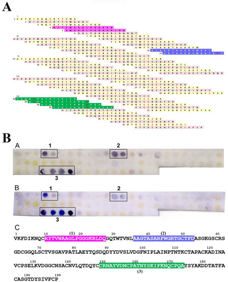 Structural Basis for the IgE-Binding Cross-Reacting Epitopic Peptides ...