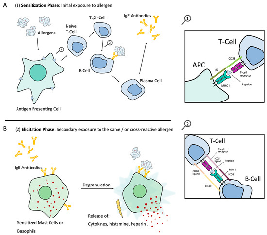 Allergies | Free Full-Text | Allergenicity and Conformational Diversity ...