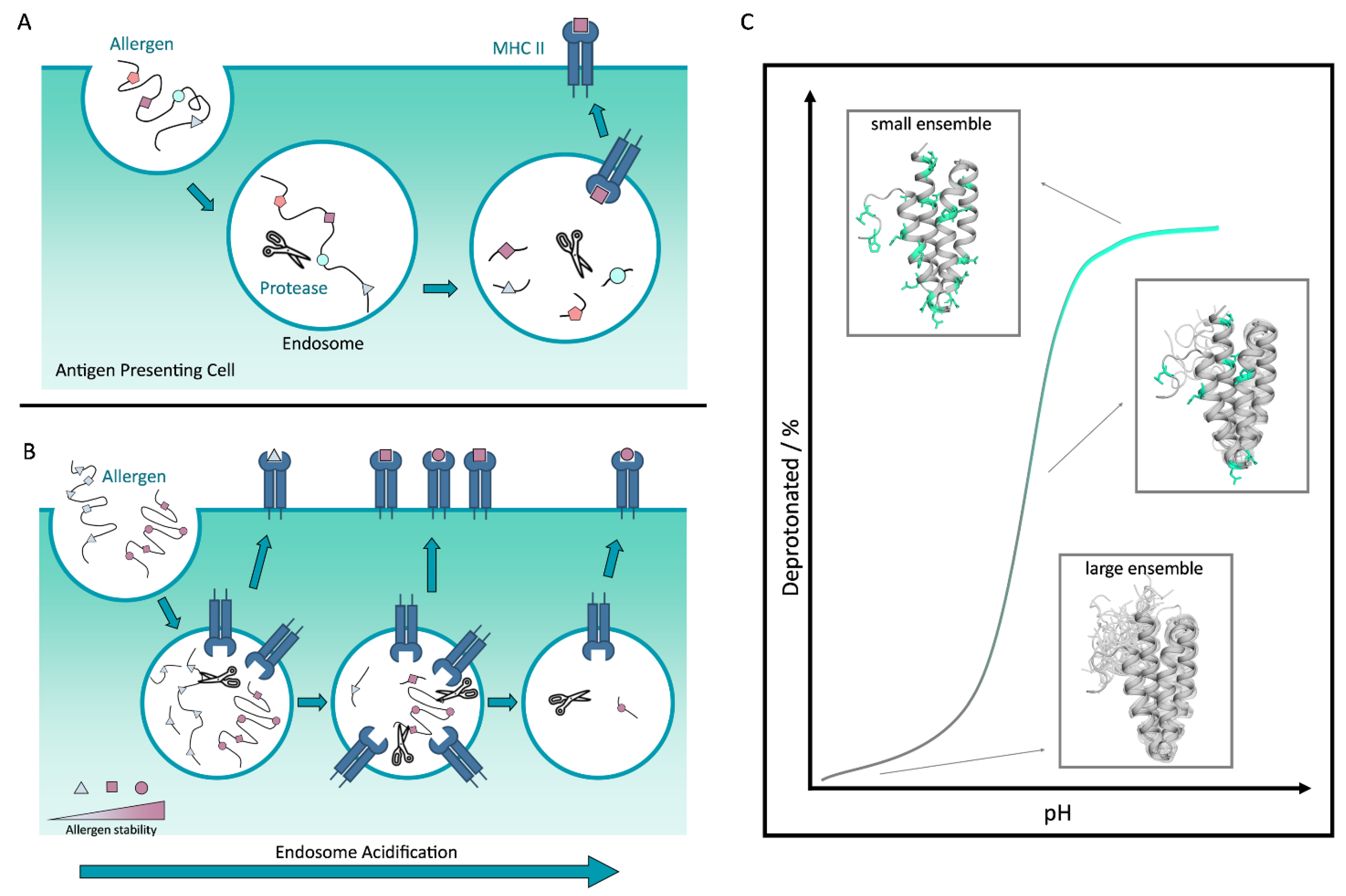Structural Characterization of Allergens | Encyclopedia MDPI