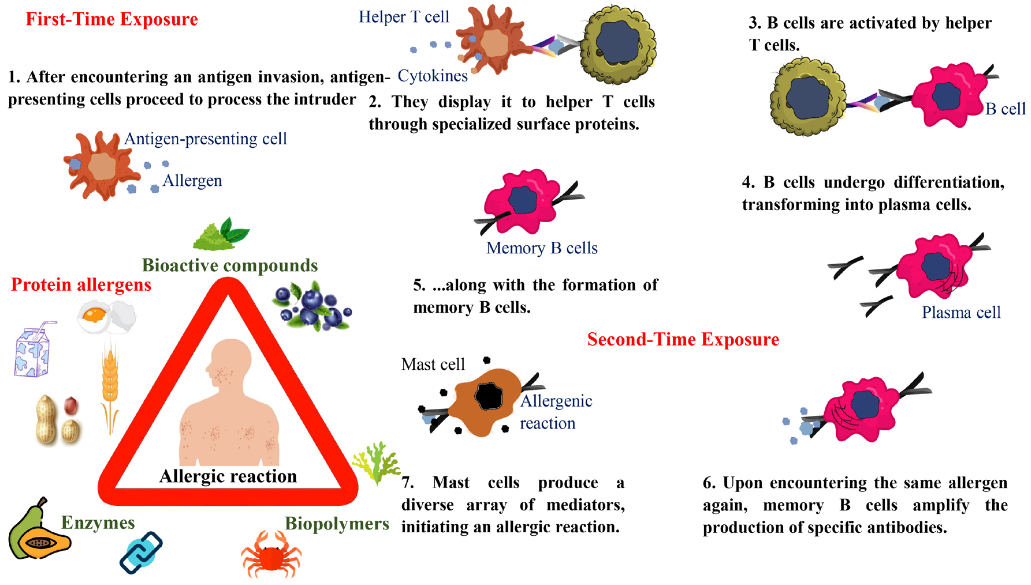 Mitigating Food Protein Allergenicity with Biopolymers, Bioactive ...
