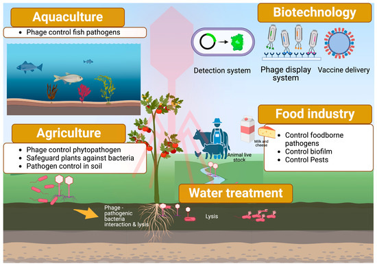Exploring Bacteriophage Applications in Medicine and Beyond