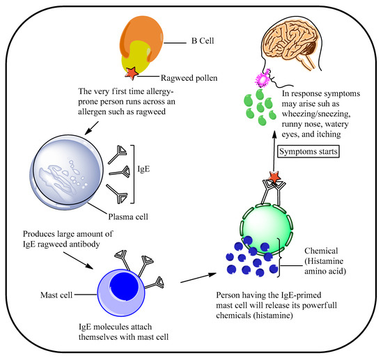 Advances in Simple and Chiral-HPLC Methods for Antiallergic Drugs and ...