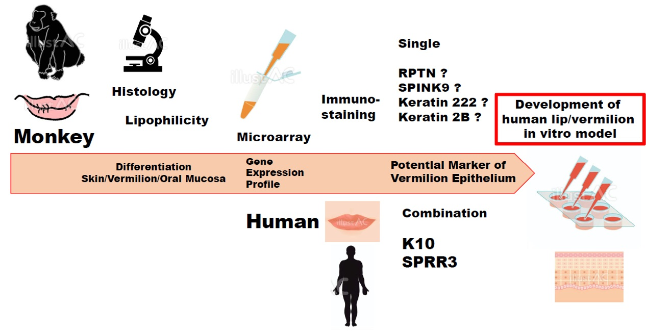 Microscopic Structure Of The Lips | Lipstutorial.org