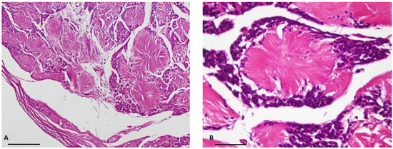 Anatomia | An Open Access Journal from MDPI