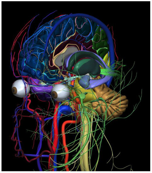 Advances in Neuroanatomy through Brain Atlasing