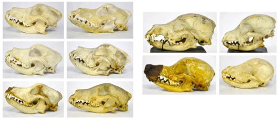 Wolf and Dog: What Differences Exist?