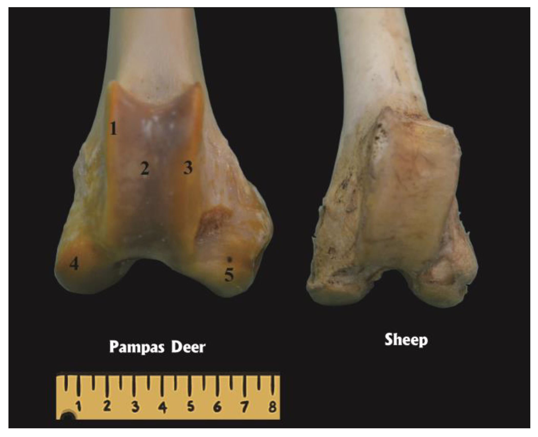 Macroscopic Anatomy of the Stifle Joint in the Pampa’s Deer (Ozotoceros ...
