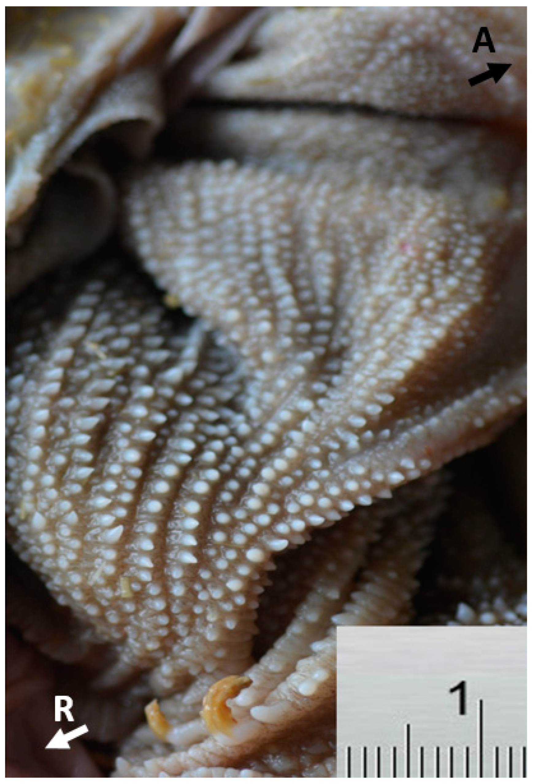 Anatomical Differences in the Omasum of Weaning Calves Fed with Different Diets