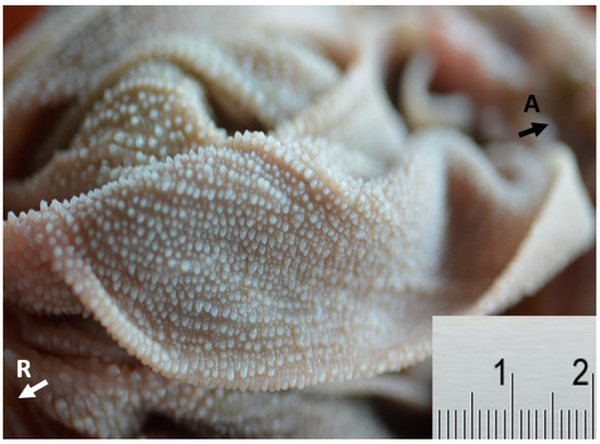Anatomical Differences in the Omasum of Weaning Calves Fed with ...