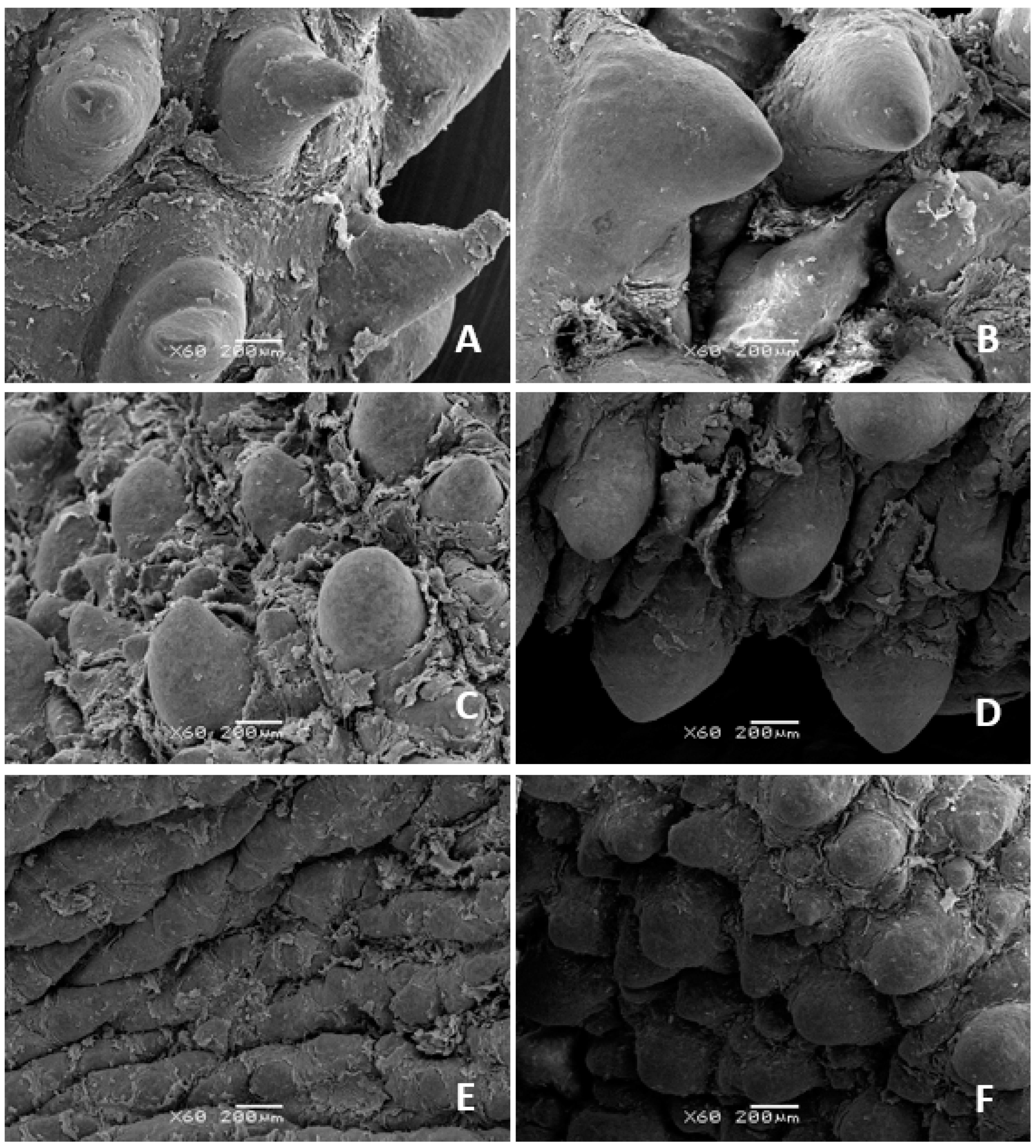 Anatomical Differences in the Omasum of Weaning Calves Fed with ...