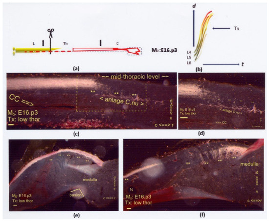 On the Blueprint of the Long Primary Afferent Axons and the Dichotomous ...