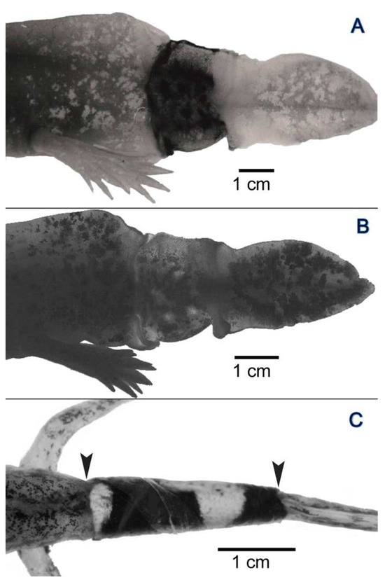 The Source of Melanocytes in Ortho- and Heterotopic Tail Regenerates of ...