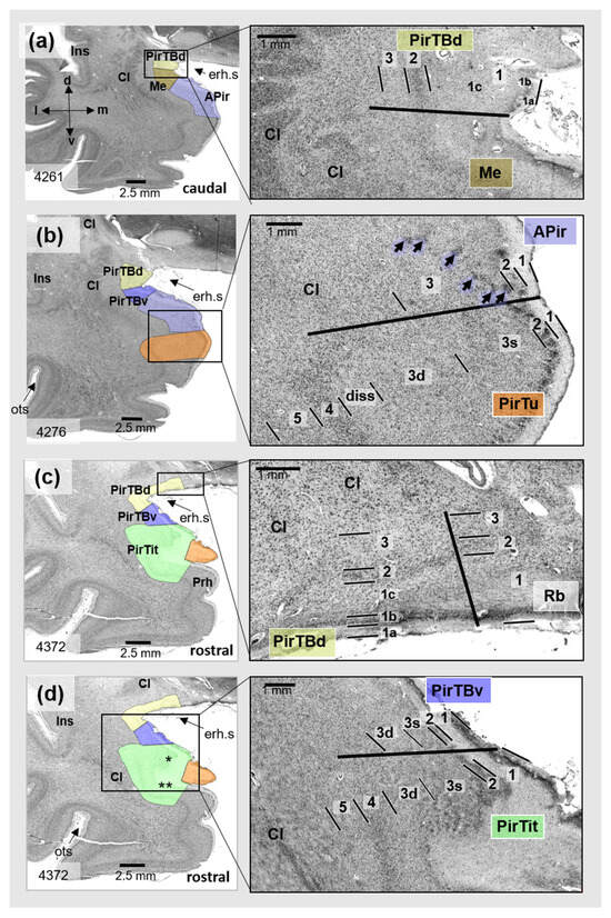 Cytoarchitectonic Analysis and 3D Maps of the Mesial Piriform Region in ...