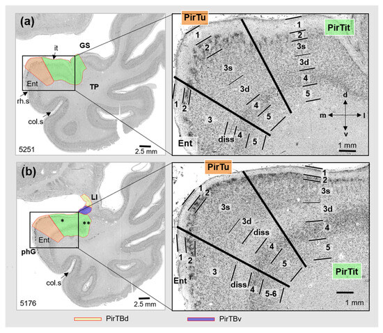 Cytoarchitectonic Analysis and 3D Maps of the Mesial Piriform Region in ...