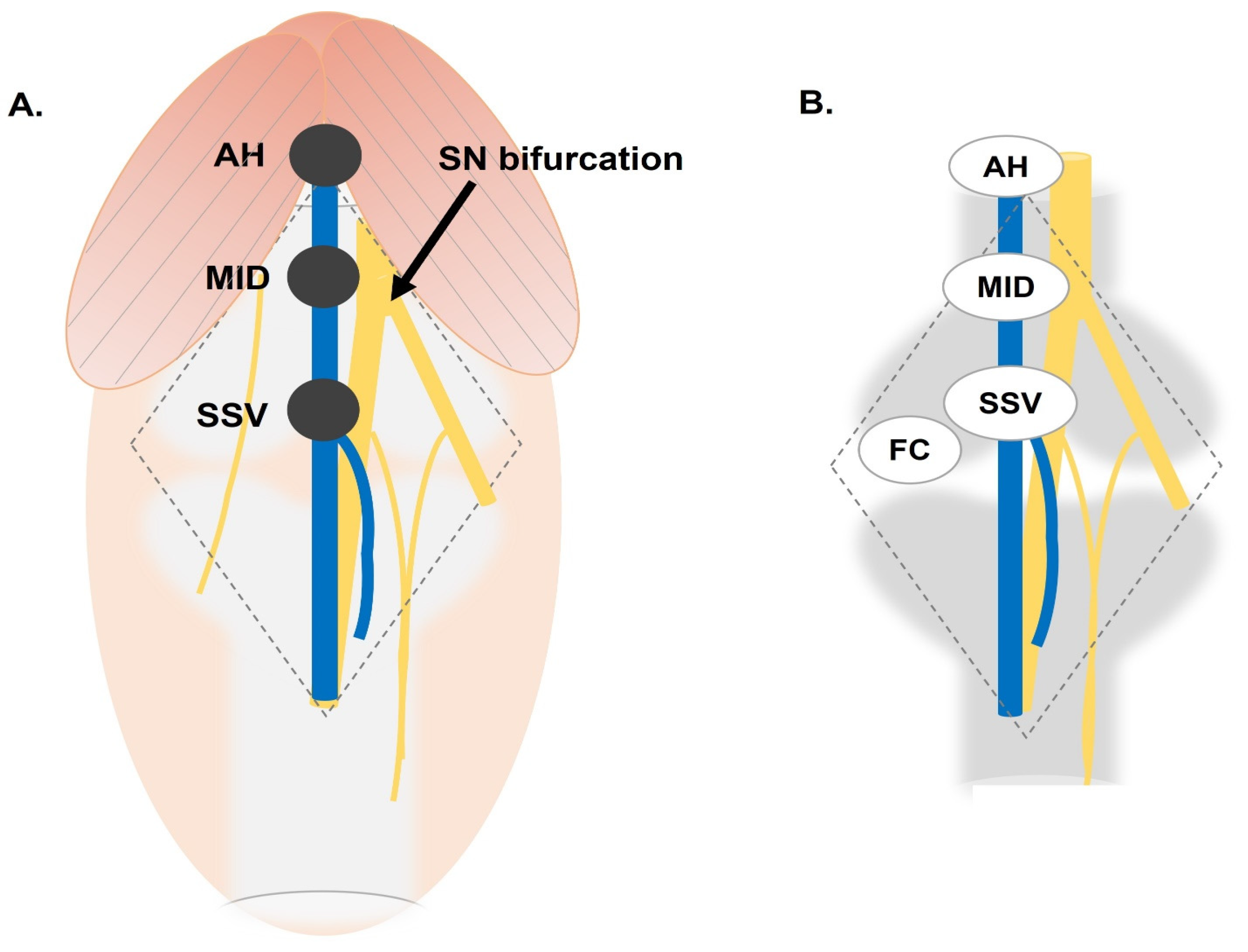 Anatomical Considerations for the Use of the Popliteal Vein as a ...