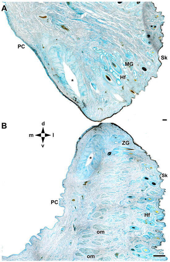 Histological Characterization of Ocular and Adnexal Tissues in Dogs ...