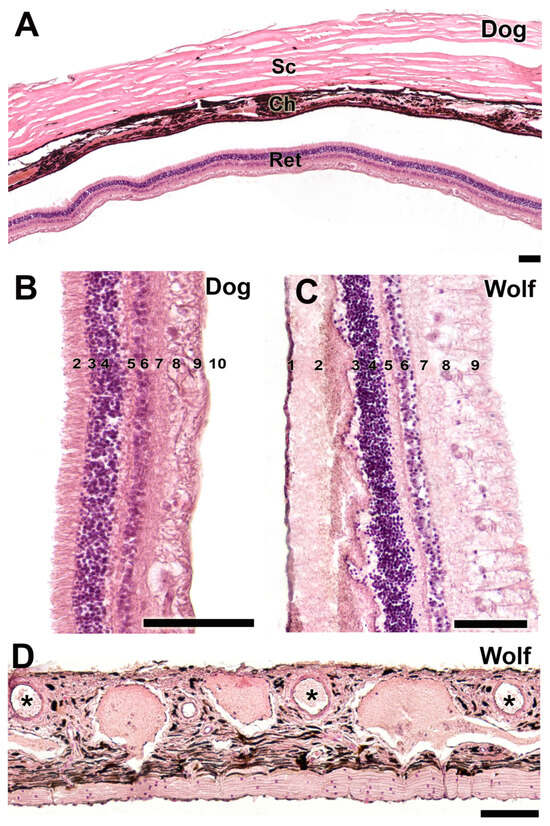 Histological Characterization of Ocular and Adnexal Tissues in Dogs ...