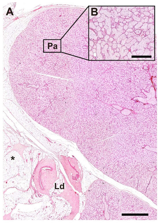 Histological Characterization of Ocular and Adnexal Tissues in Dogs ...
