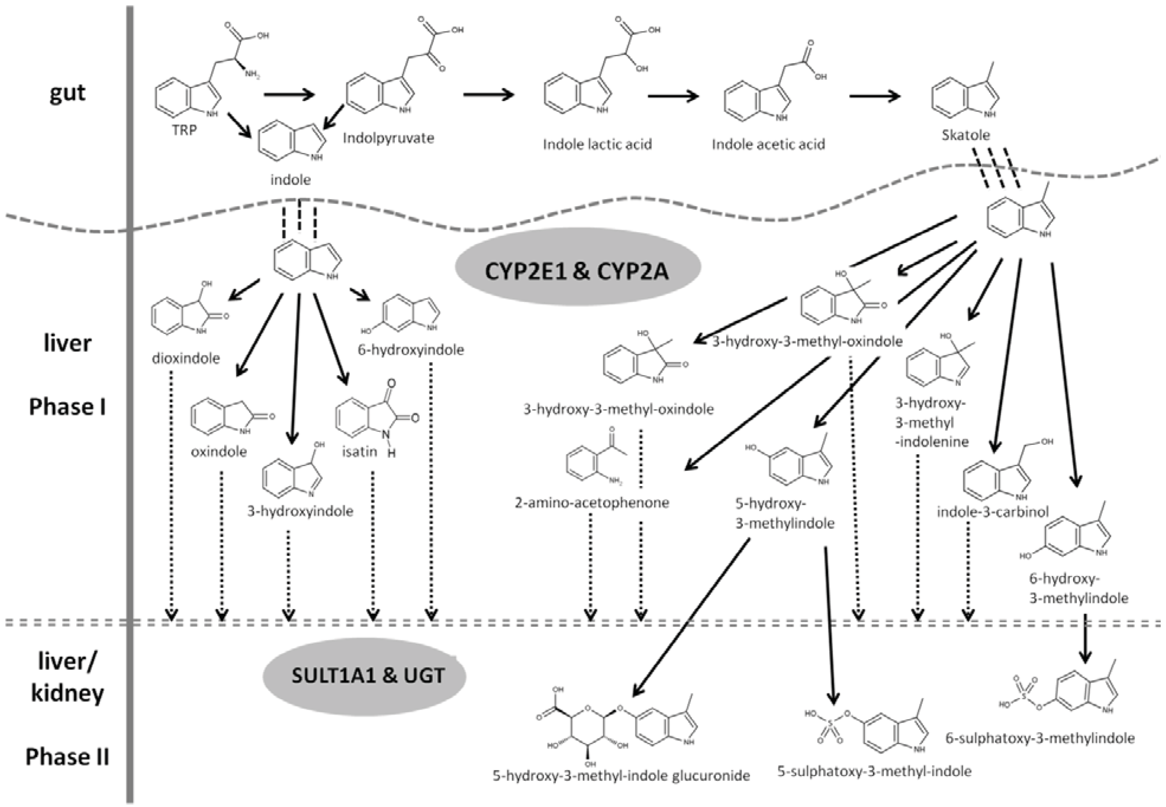Nutritional Influences on Skatole Formation and Skatole Metabolism in ...