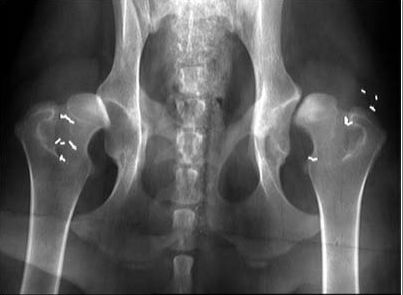 Animals | Free Full-Text | Gold Bead Implantation in Acupoints for ...