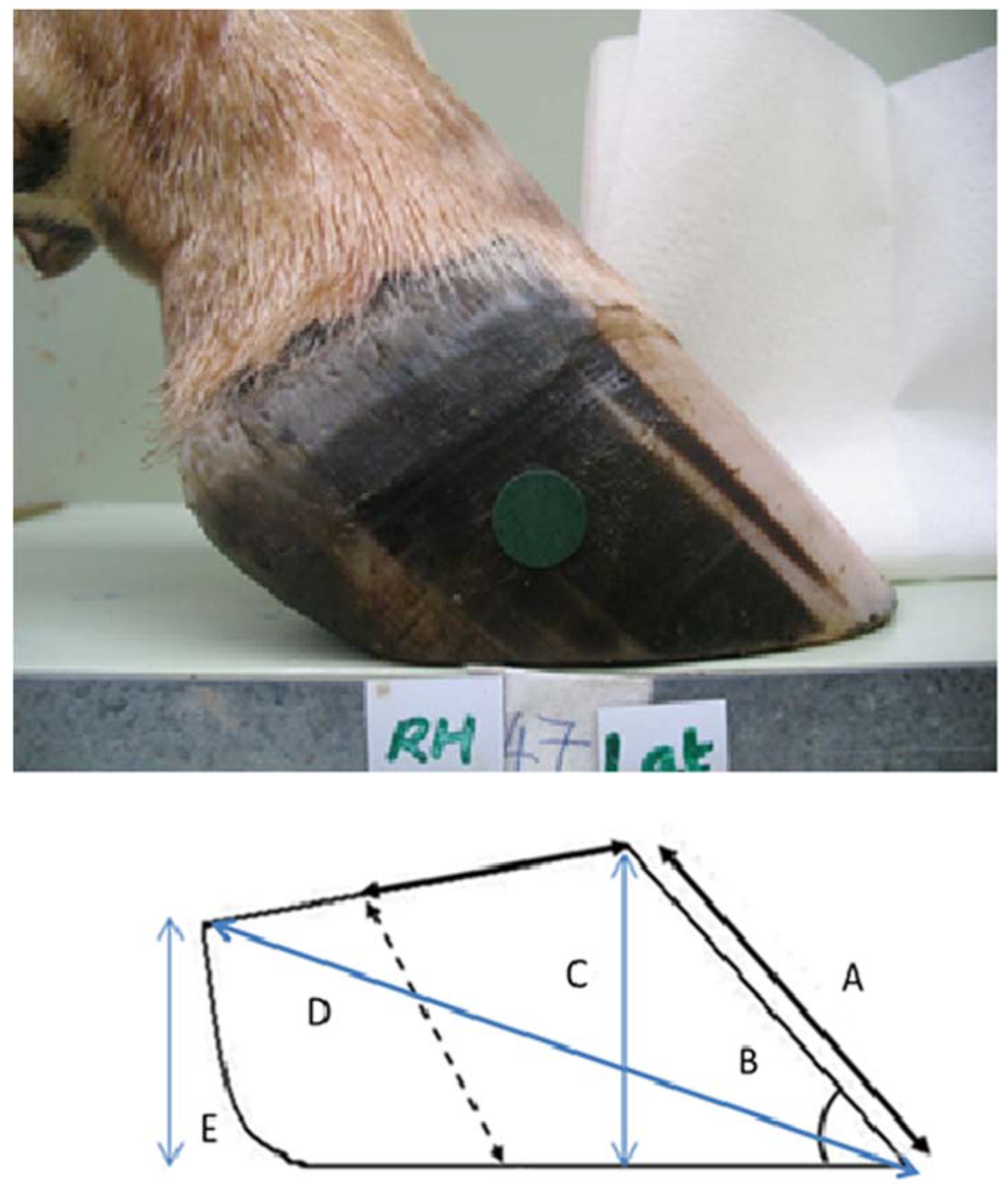 Measuring Claw Conformation in Cattle: Assessing the Agreement between ...