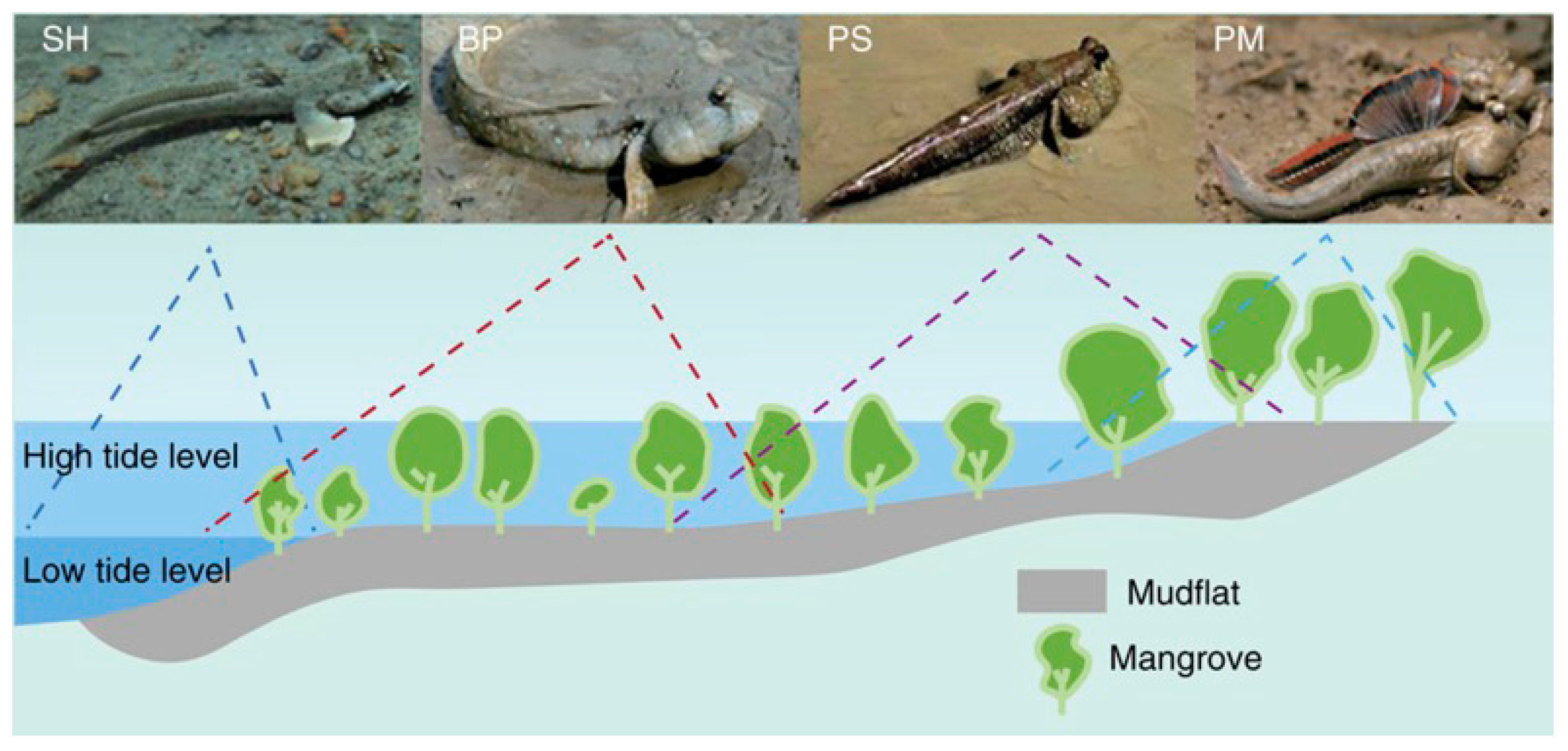 Mudskippers and Their Genetic Adaptations to an Amphibious Lifestyle
