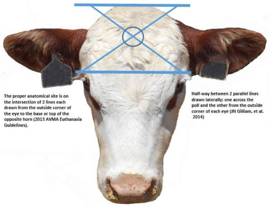 Euthanasia of Cattle: Practical Considerations and Application