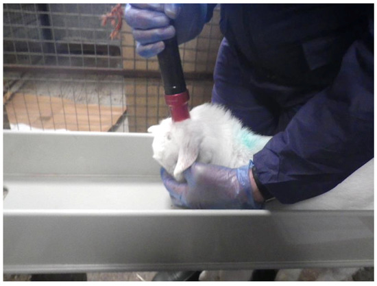 Animals | Special Issue : Humane Killing and Euthanasia of Animals on Farms