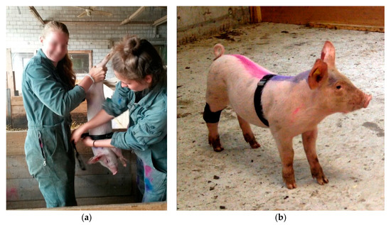 Weak General but No Specific Habituation in Anticipating Stimuli of ...